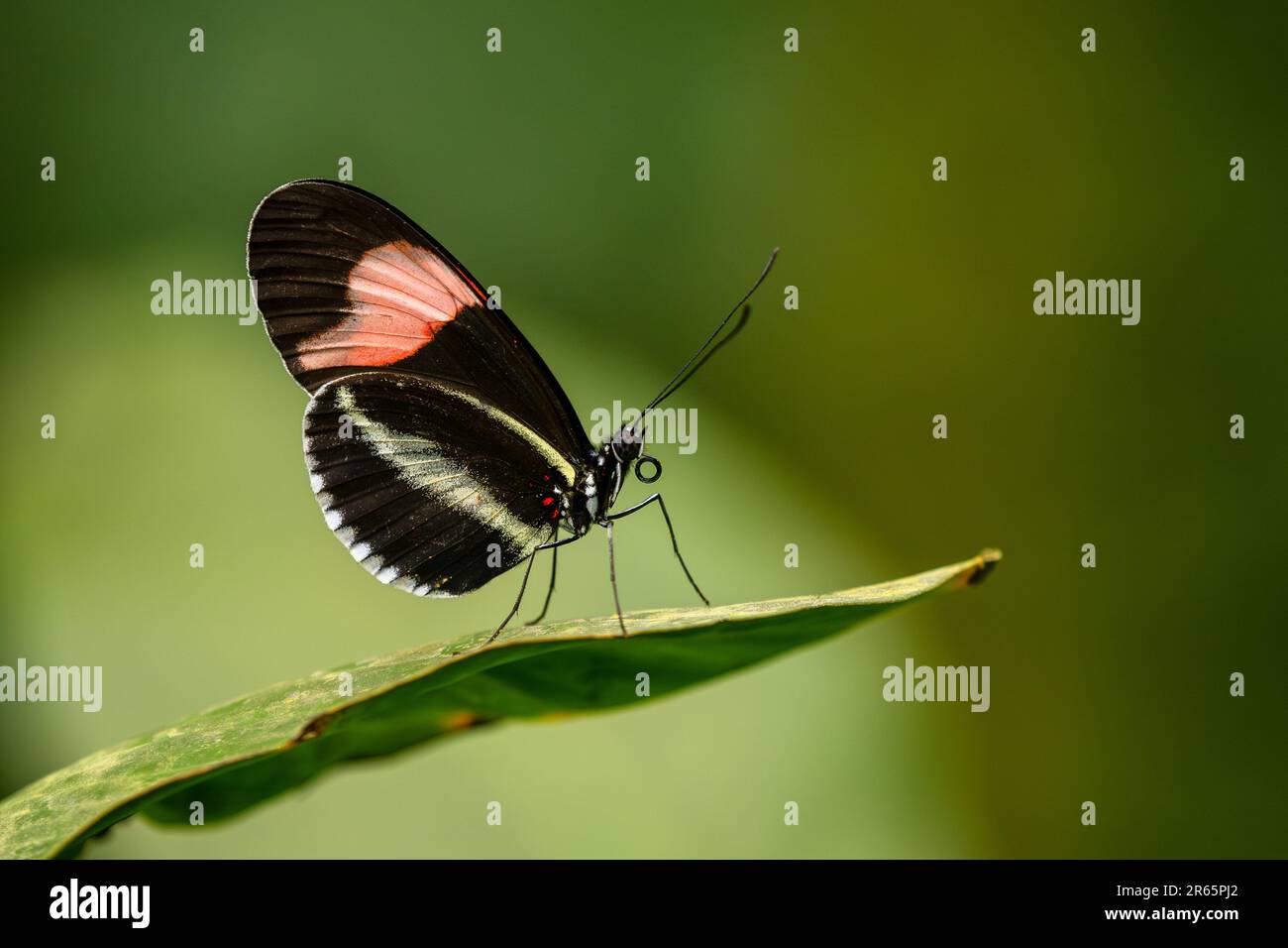 Heliconius erato small postman butterfly red passion flower butterfly ...