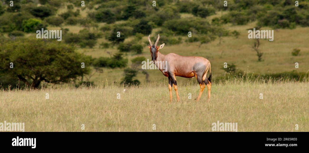 Topi grazing on the plain, naboisho conservancy, masai mara kenya, a ...