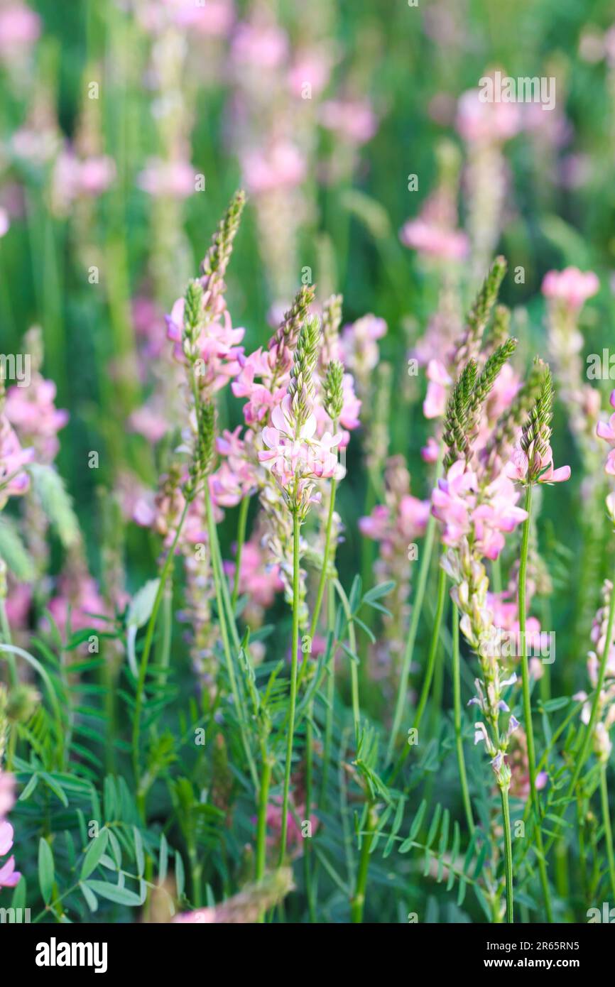 Field of pink flowers Sainfoin, Onobrychis viciifolia. Honey plant ...