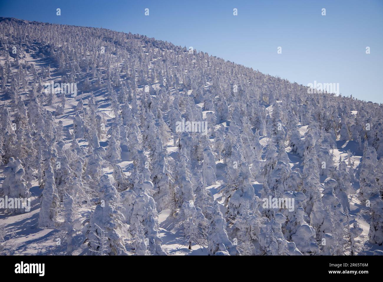Frost covered trees in Zao Stock Photo - Alamy