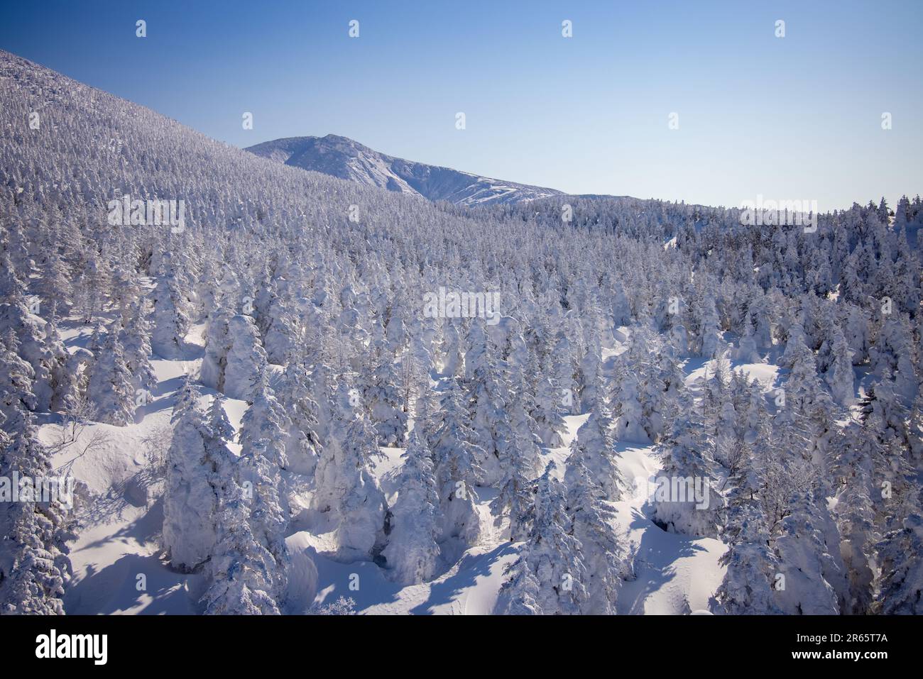 Frost covered trees in Zao Stock Photo - Alamy