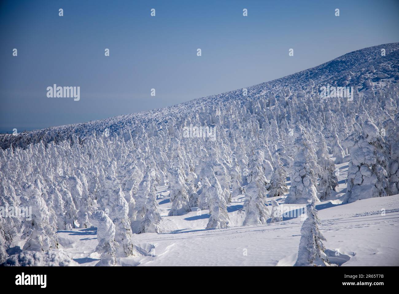 Frost covered trees in Zao Stock Photo - Alamy