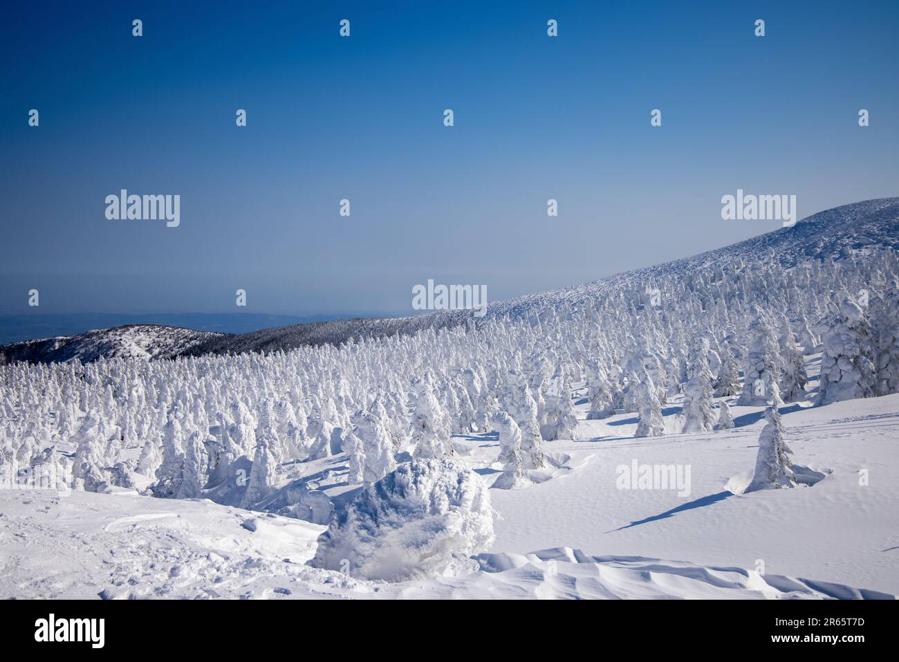 Frost covered trees in Zao Stock Photo - Alamy