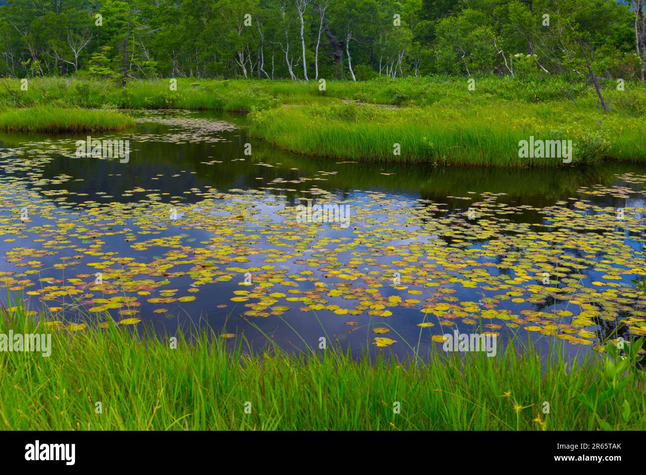 Scenery of Oze Stock Photo - Alamy