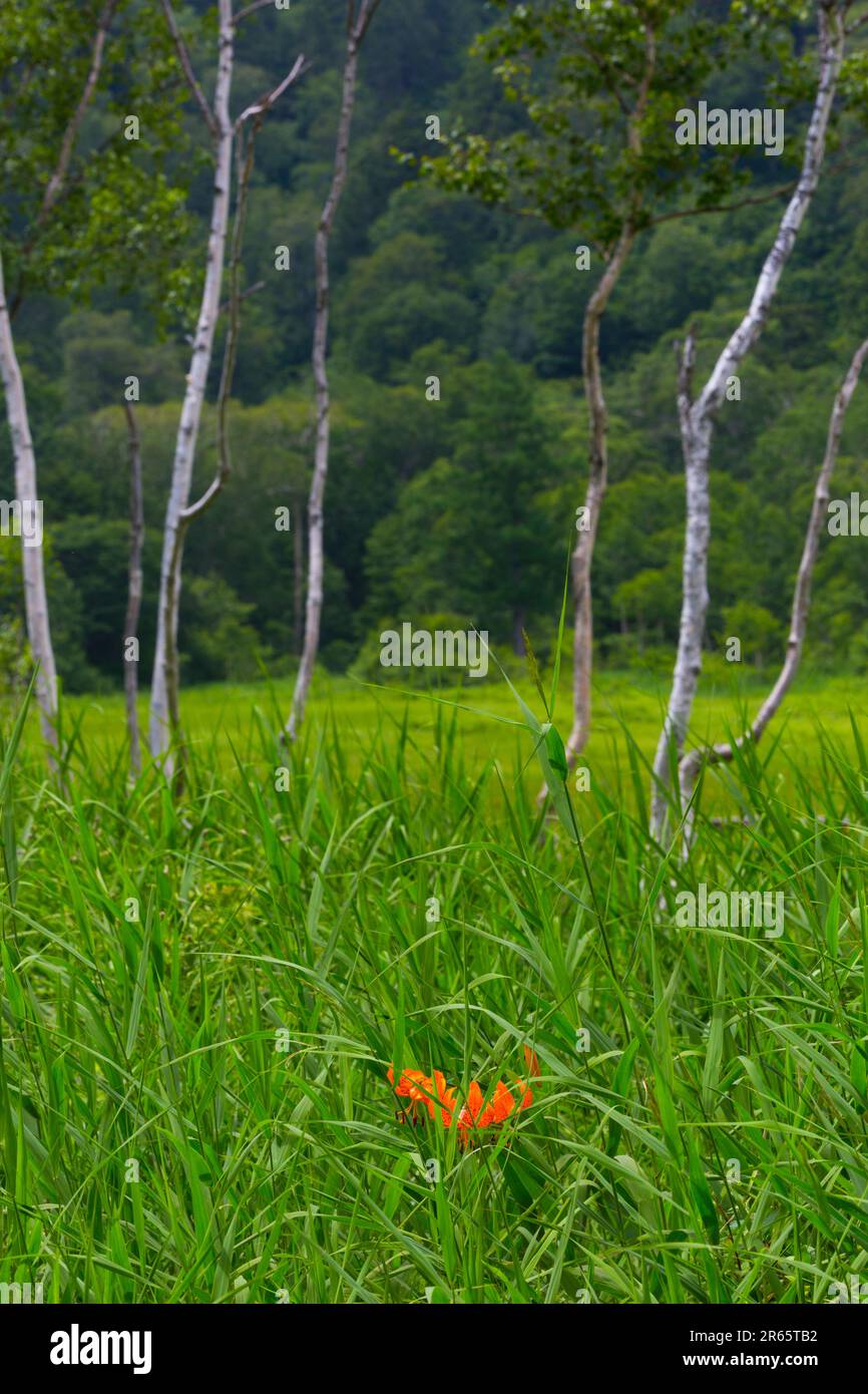 Ozegahara national park hi-res stock photography and images - Alamy