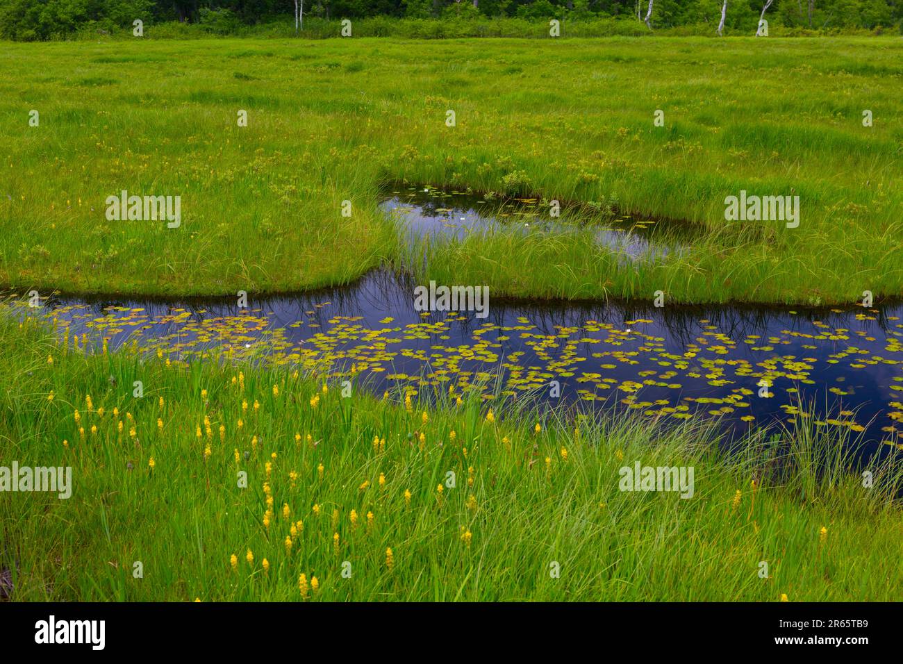Ozegahara national park hi-res stock photography and images - Alamy