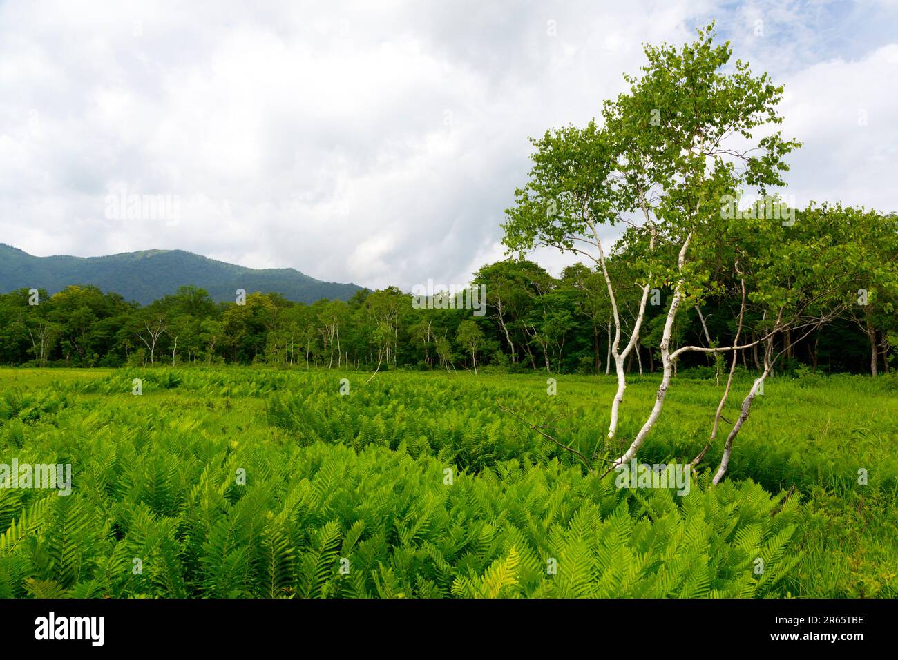 Scenery of Oze Stock Photo - Alamy