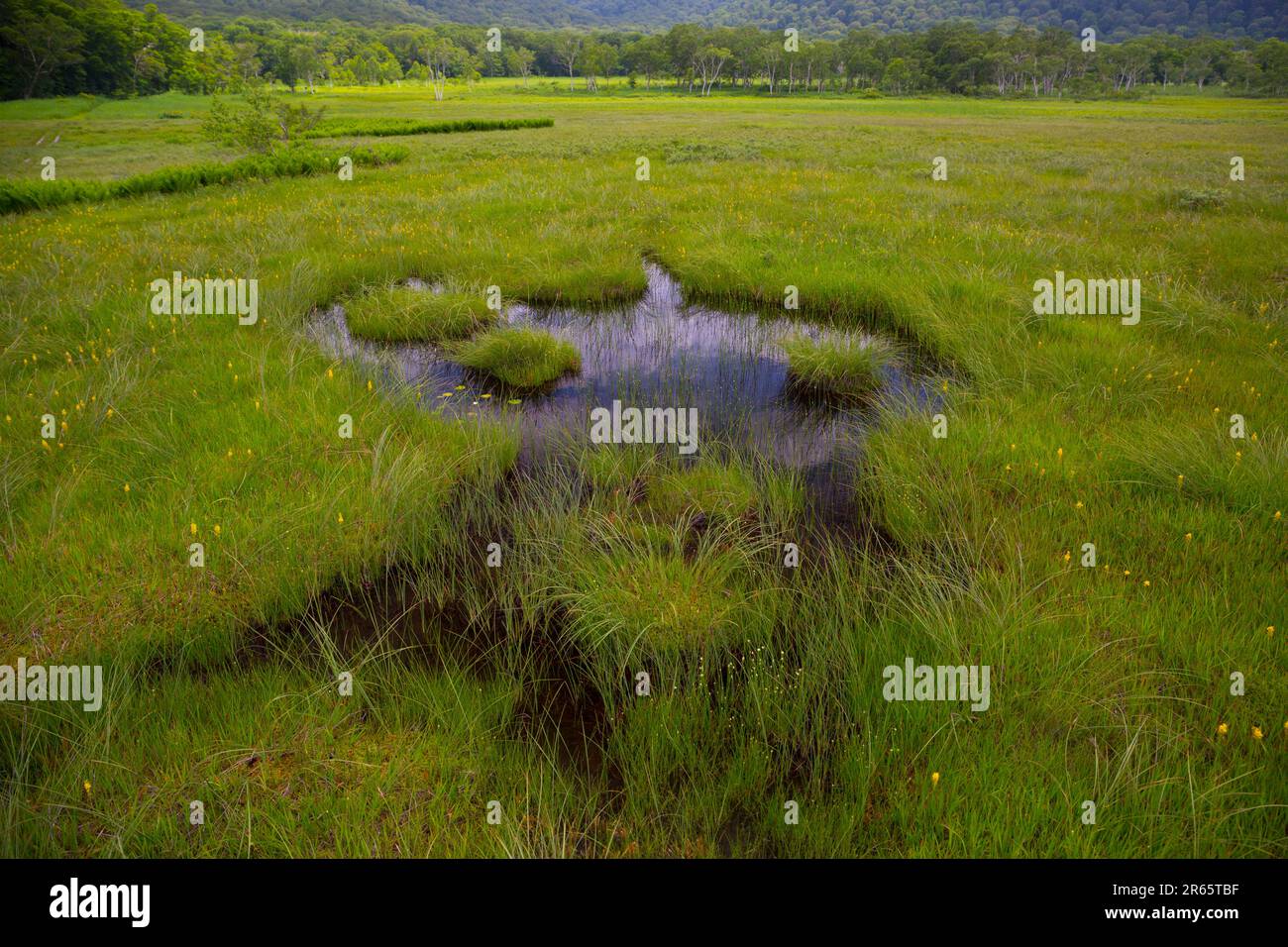 Oze national park hi-res stock photography and images - Alamy