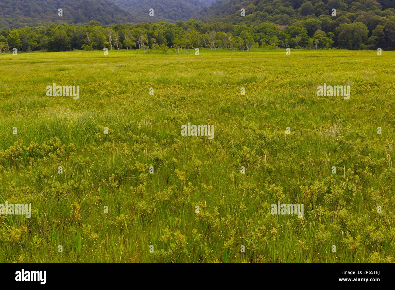 Scenery of Oze Stock Photo - Alamy
