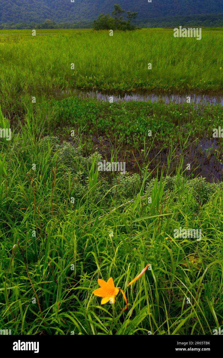 Ozegahara national park hi-res stock photography and images - Alamy