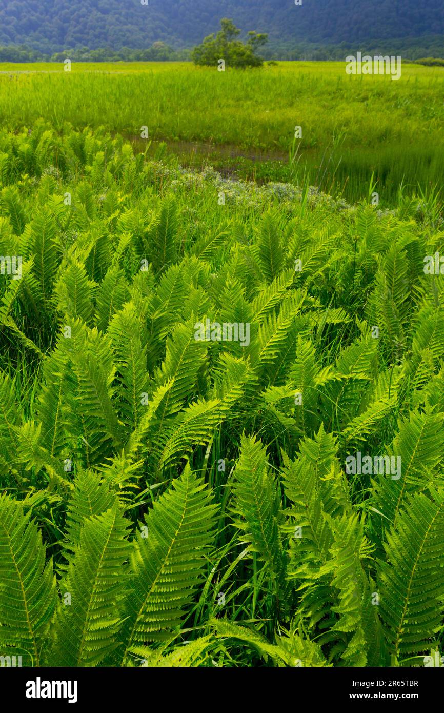 Ozegahara national park hi-res stock photography and images - Alamy