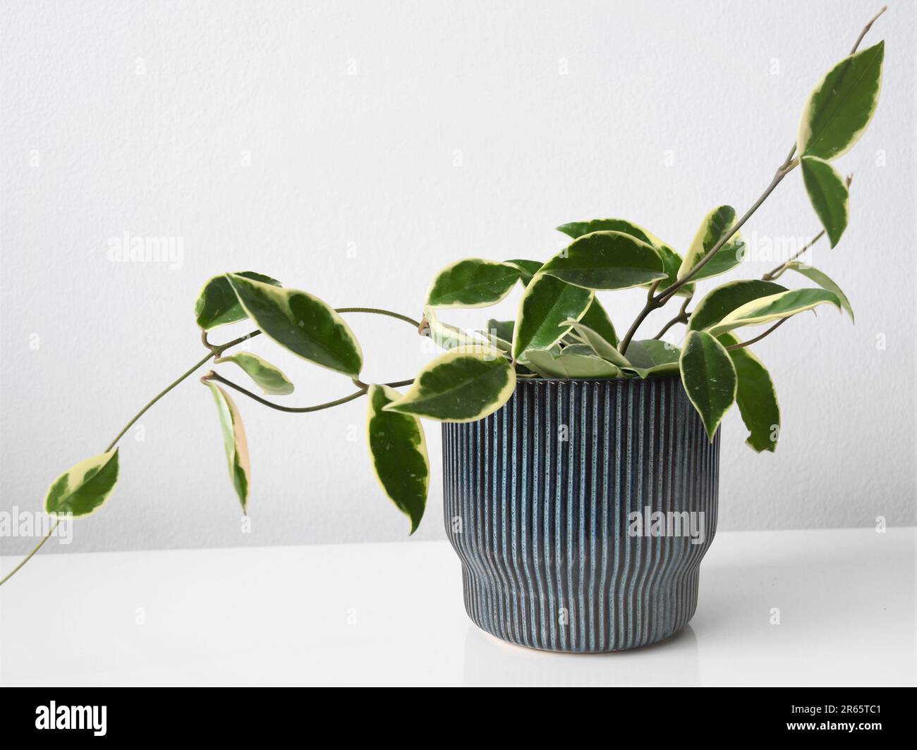 Hoya Krimson Queen, cultivar of Hoya carnosa houseplant, in a blue pot ...