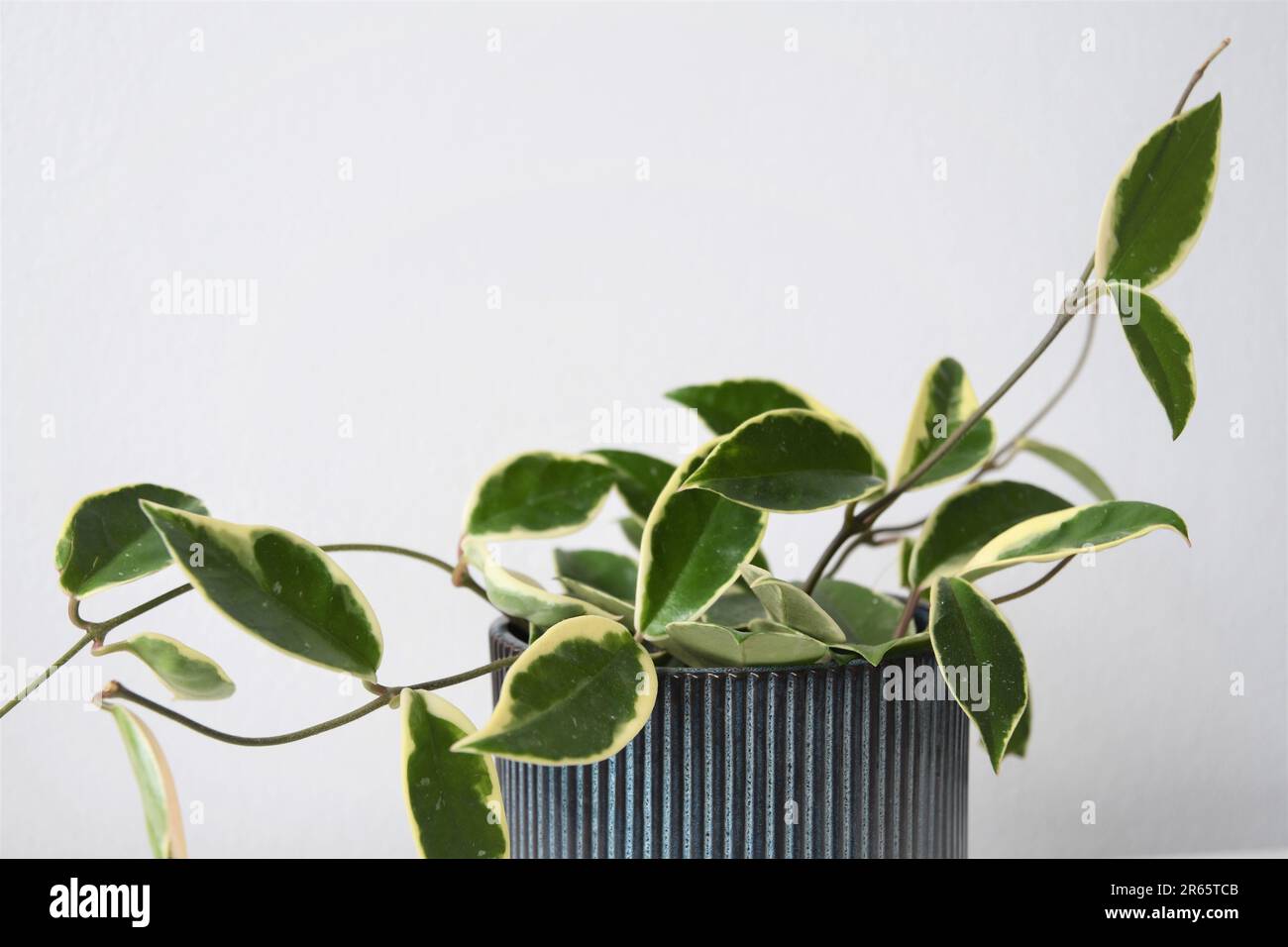 Hoya Krimson Queen, cultivar of Hoya carnosa houseplant, in a blue pot ...
