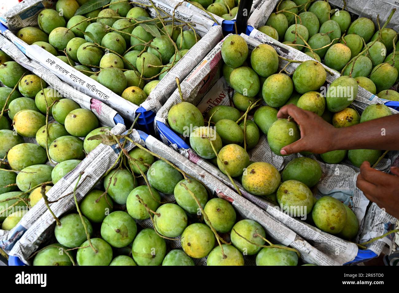 Dhaka, Bangladesh, on June 7, 2023 , Fruit traders displayed Mangos for ...