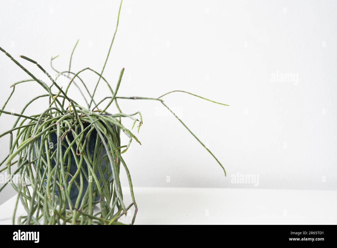 Rhipsalis Heidelberg (mistletoe cactus) houseplant with long green ...