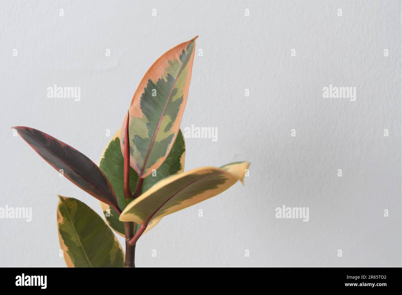 Ficus elastica ruby (rubber tree), isolated on white background. Pink ...