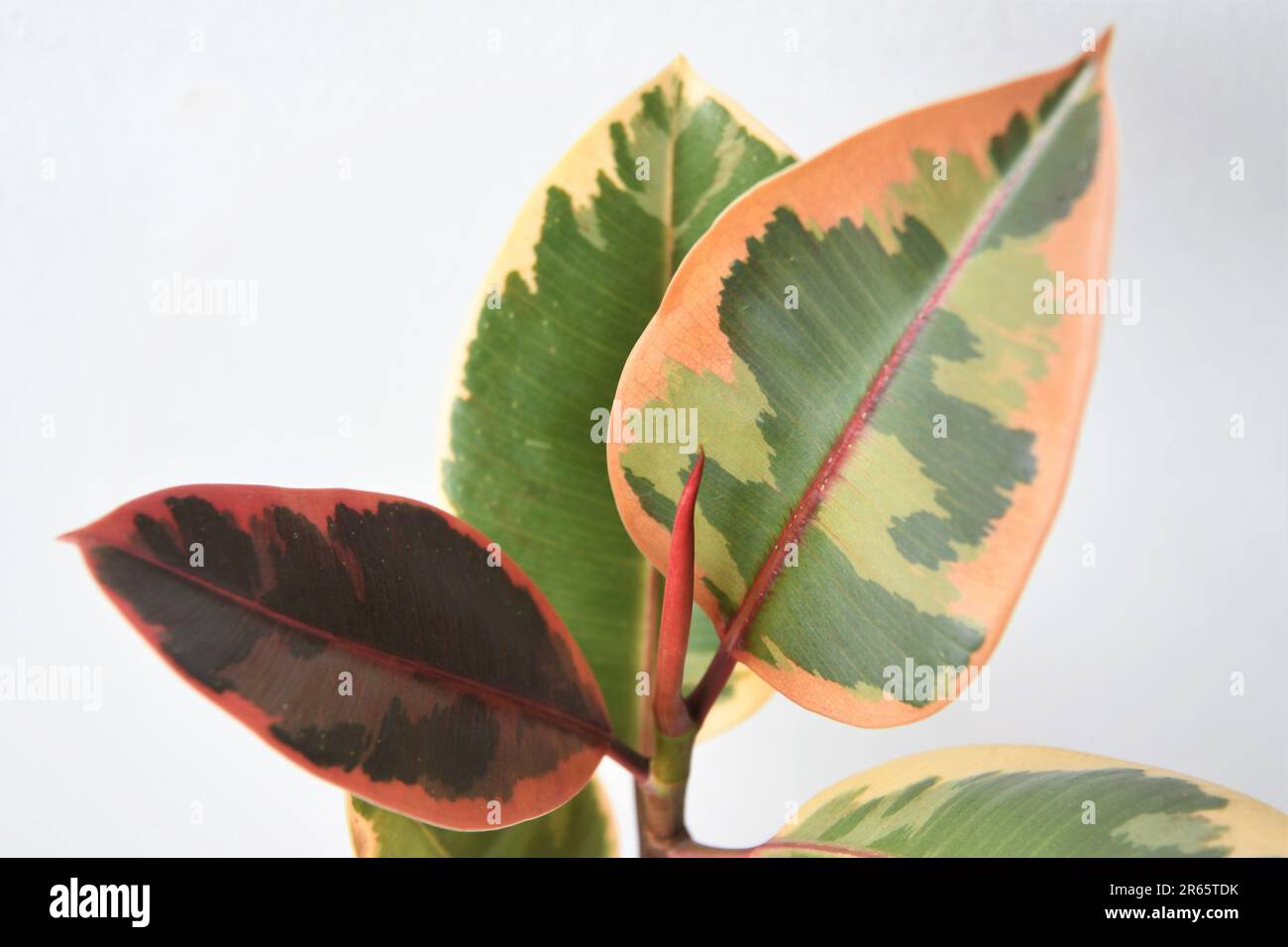Ficus elastica ruby (rubber tree), isolated on white background. Pink ...