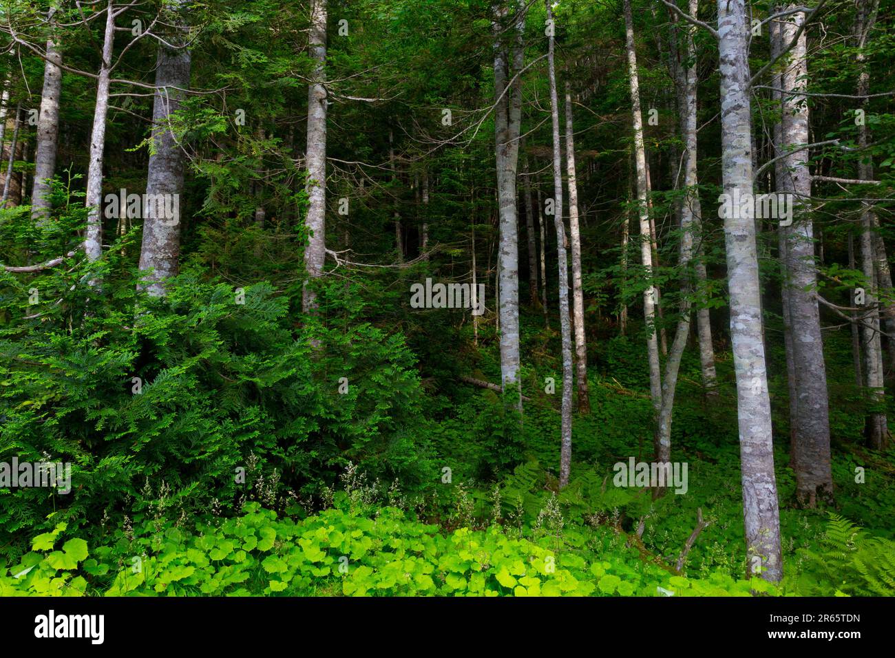 Ozegahara national park hi-res stock photography and images - Alamy