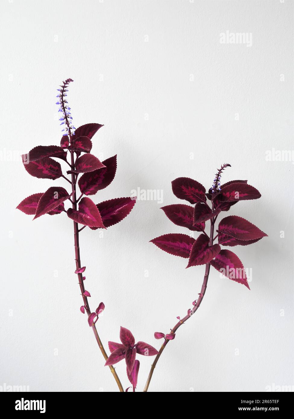 Coleus flower hi-res stock photography and images - Alamy