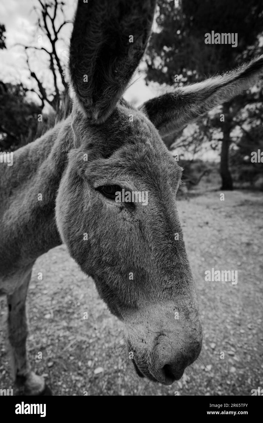 A close up monochrome portrait of a charming donkey, looking directly ...