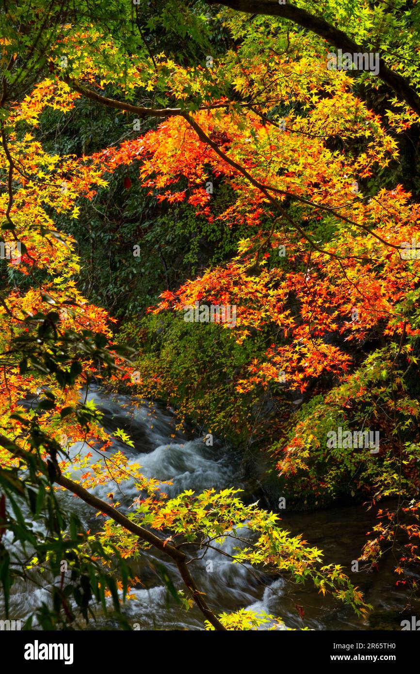 Autumn leaves of Yoro Valley Stock Photo - Alamy