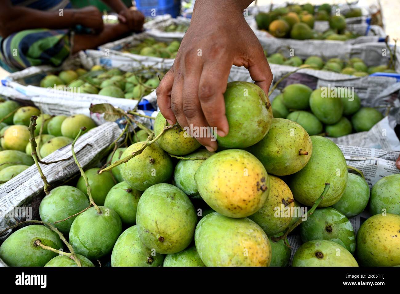 Dhaka, Bangladesh, on June 7, 2023 , Fruit traders displayed Mangos for sale at the wholesale ...