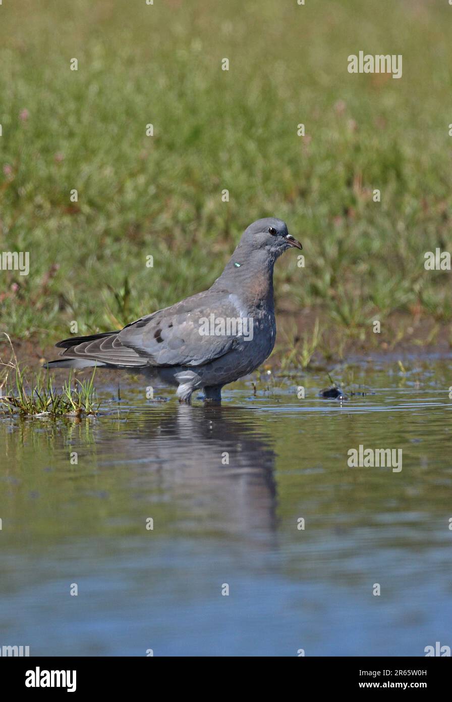 Stock Dove (Columba oenas) adult bathing Eccles-on-sea, Norfolk, UK ...