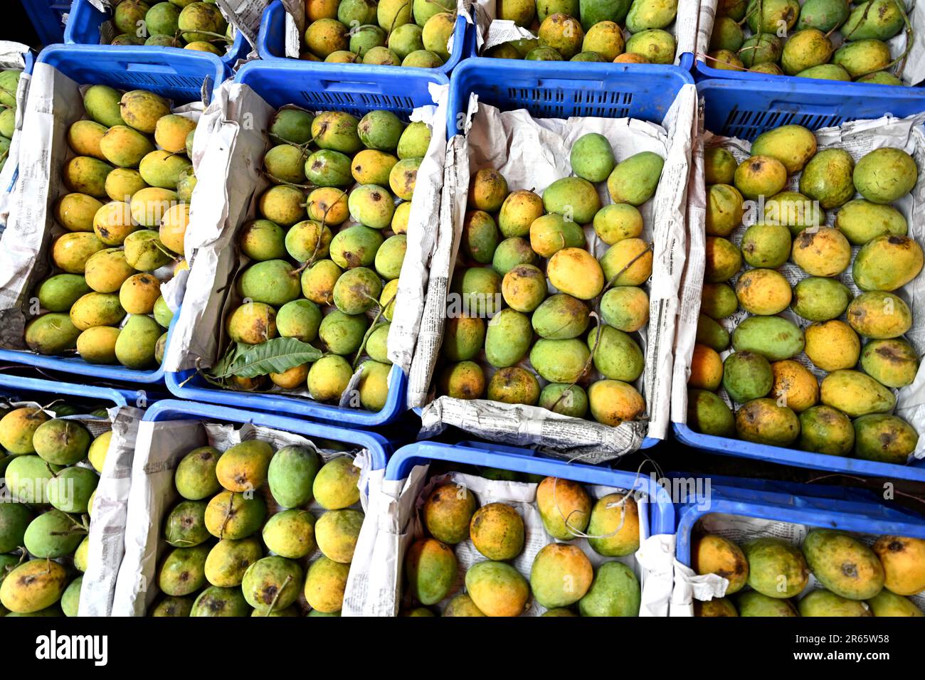 Dhaka, Bangladesh, on June 7, 2023 , Fruit traders displayed Mangos for ...