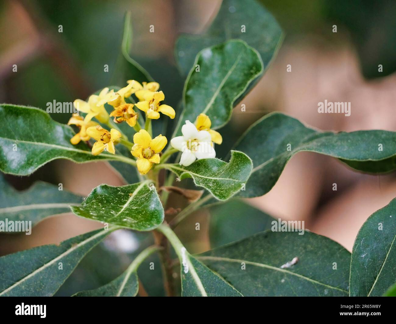A closeup of yellow Australian laurel growing in a green garden Stock ...