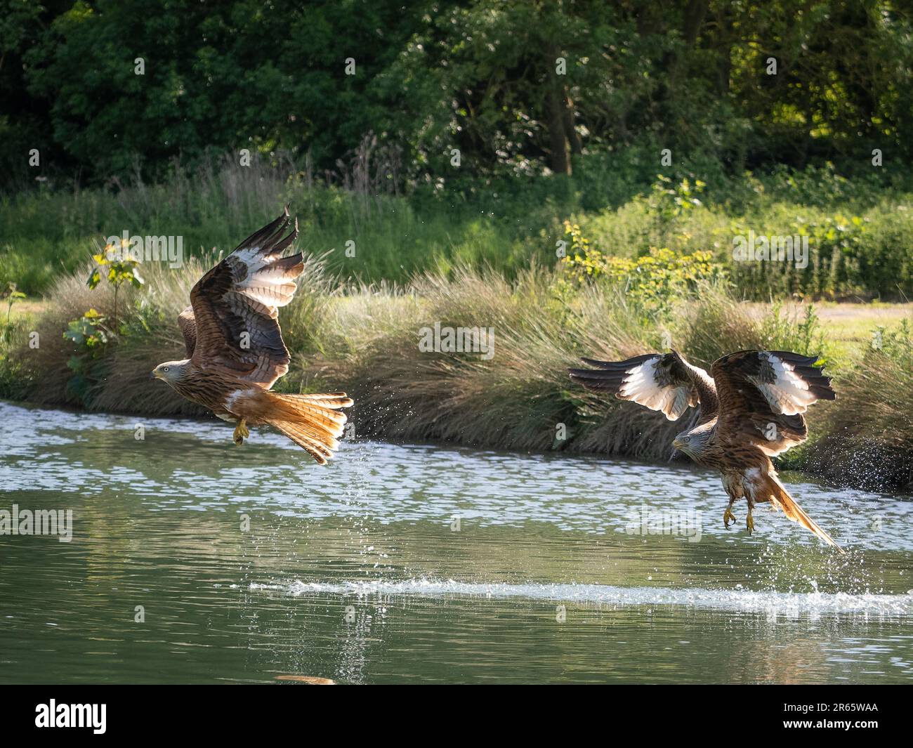 The two birds are in active chase. RUTLAND, UK: STUNNING images of two ...