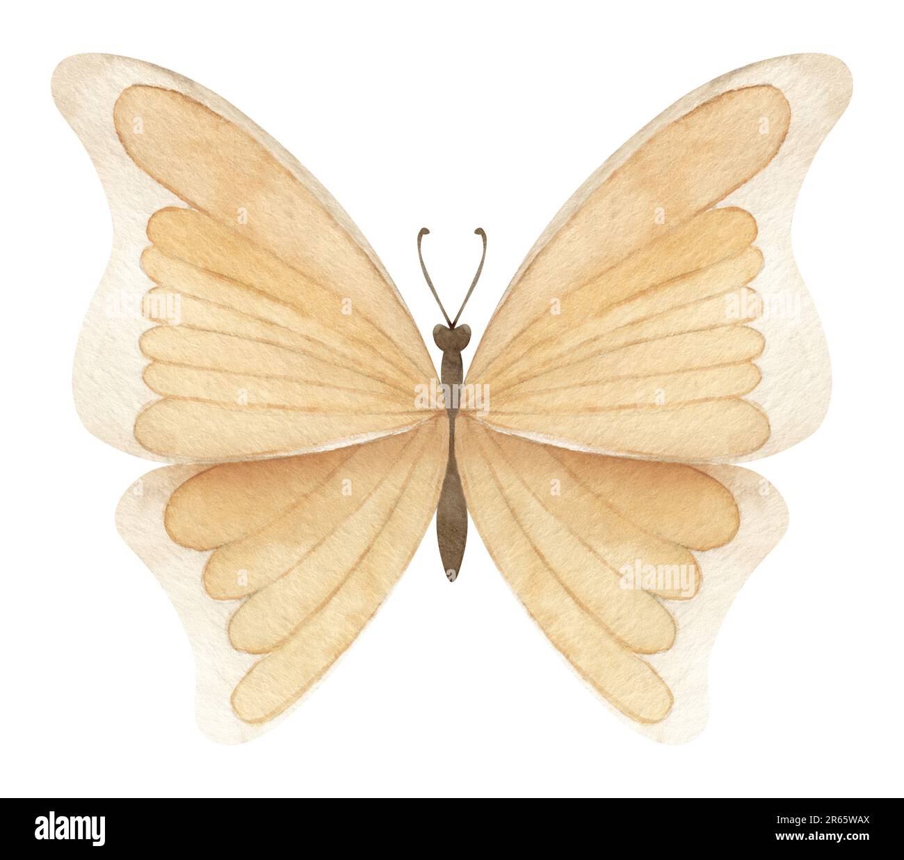 Watercolor beige Butterfly on white isolated background. Hand drawn ...