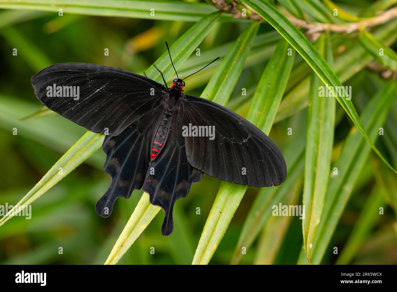 The Pink Rose butterfly - Pachliopta kotzebuea, beautiful large colored ...