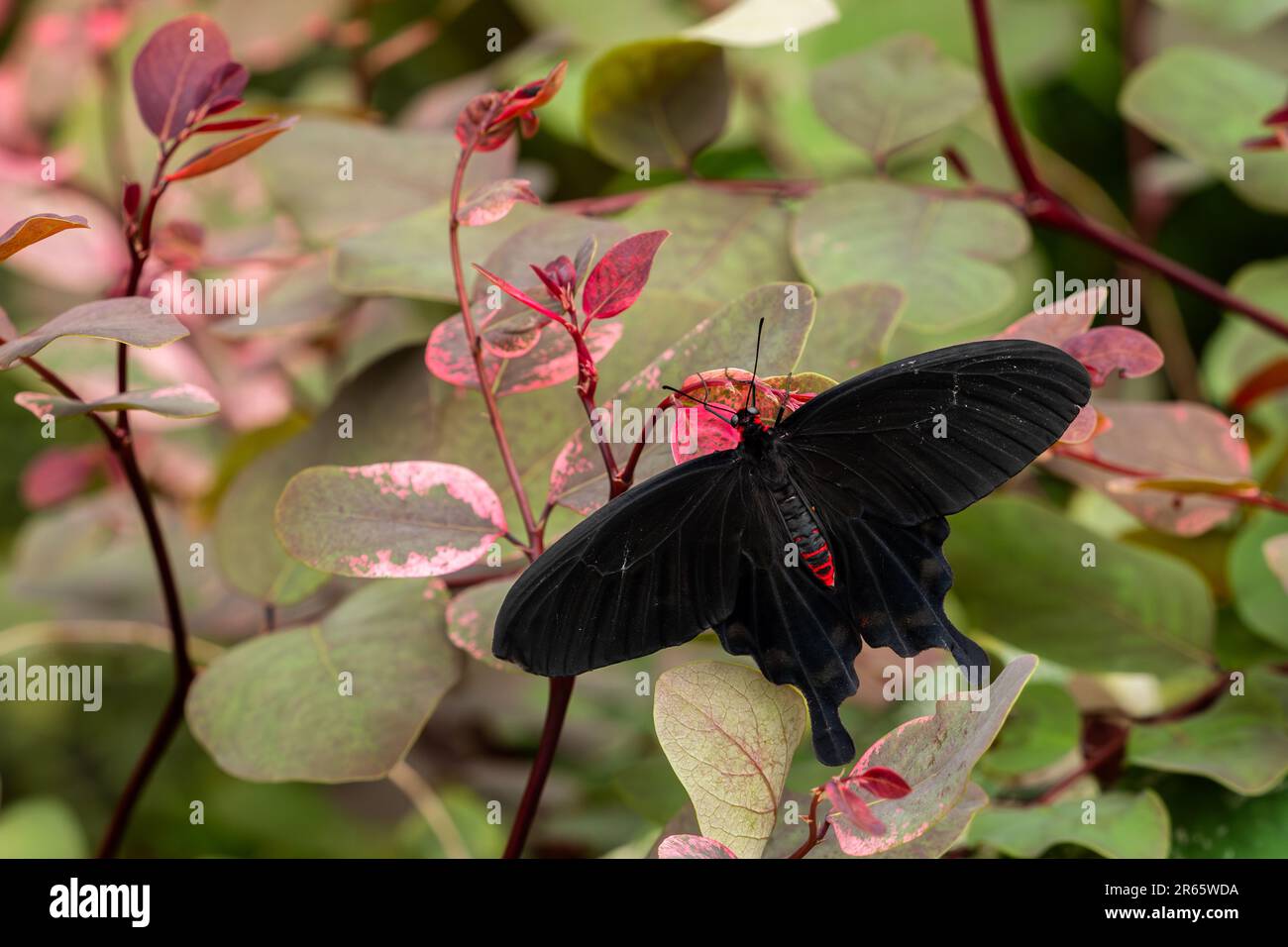 The Pink Rose butterfly - Pachliopta kotzebuea, beautiful large colored ...