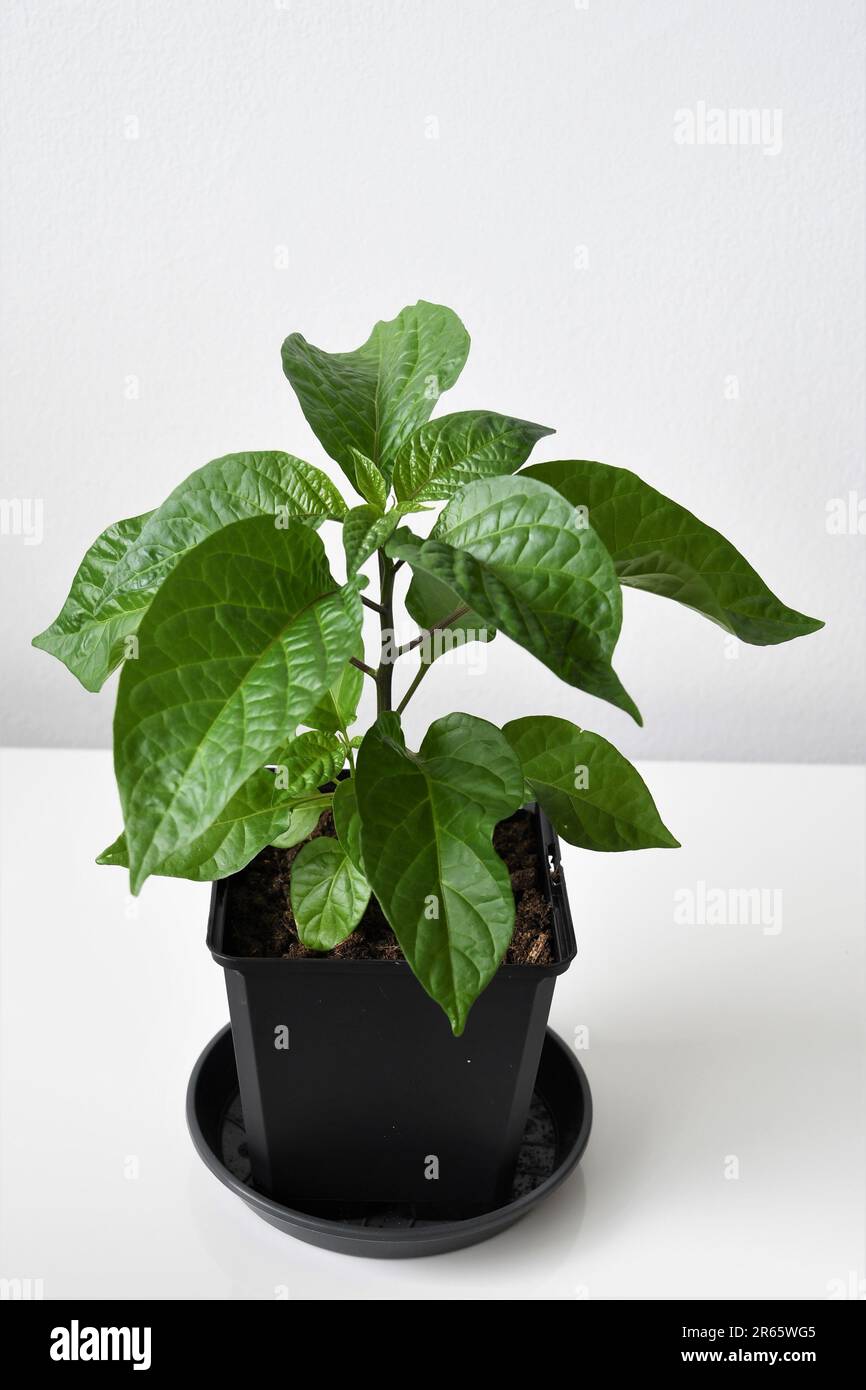 Chocolate scotch bonnet pepper plant (Capsicum chinense), chilli grown ...