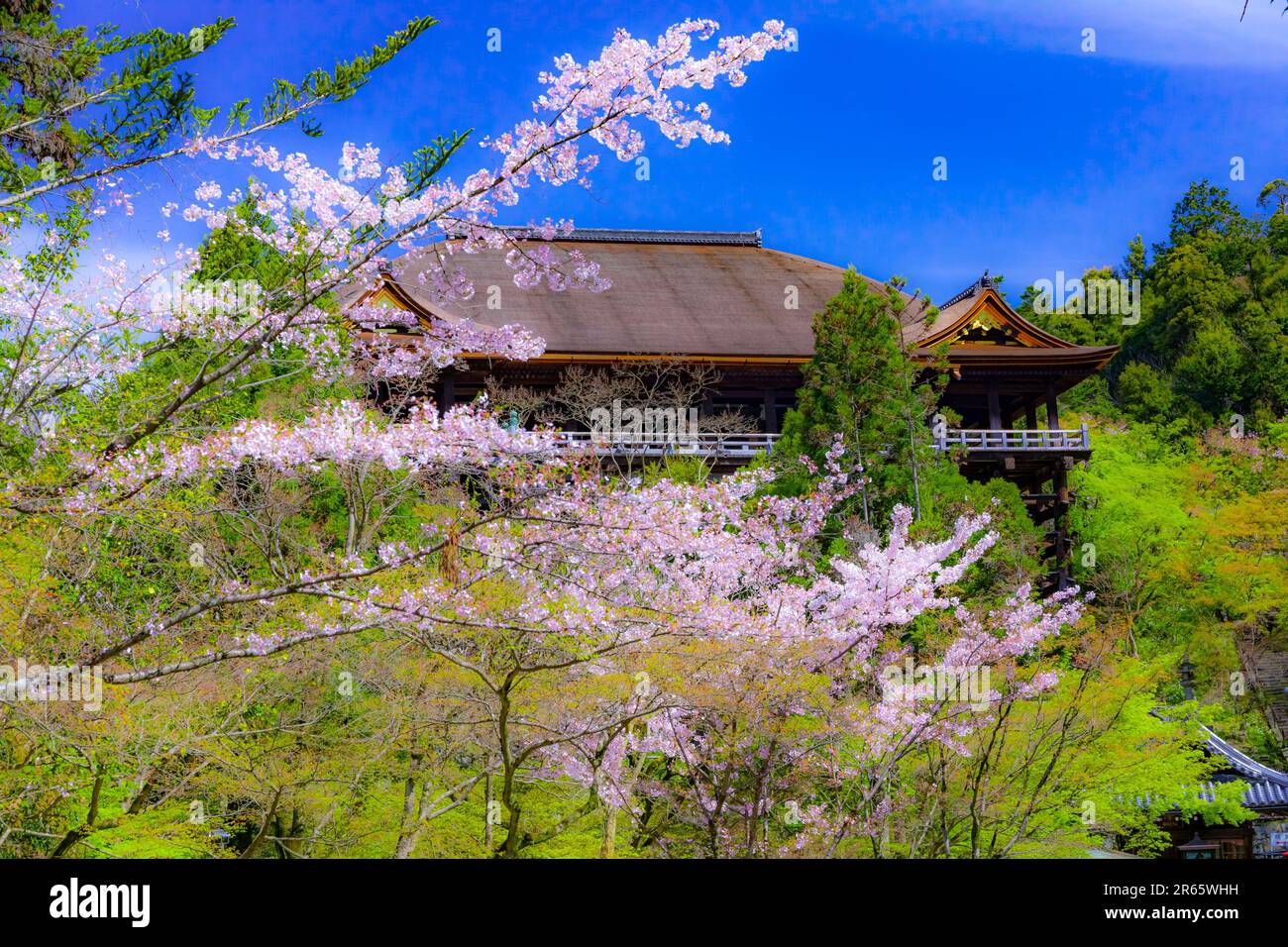 Kiyomizu-dera Temple in Spring with Cherry Blossoms Stock Photo - Alamy