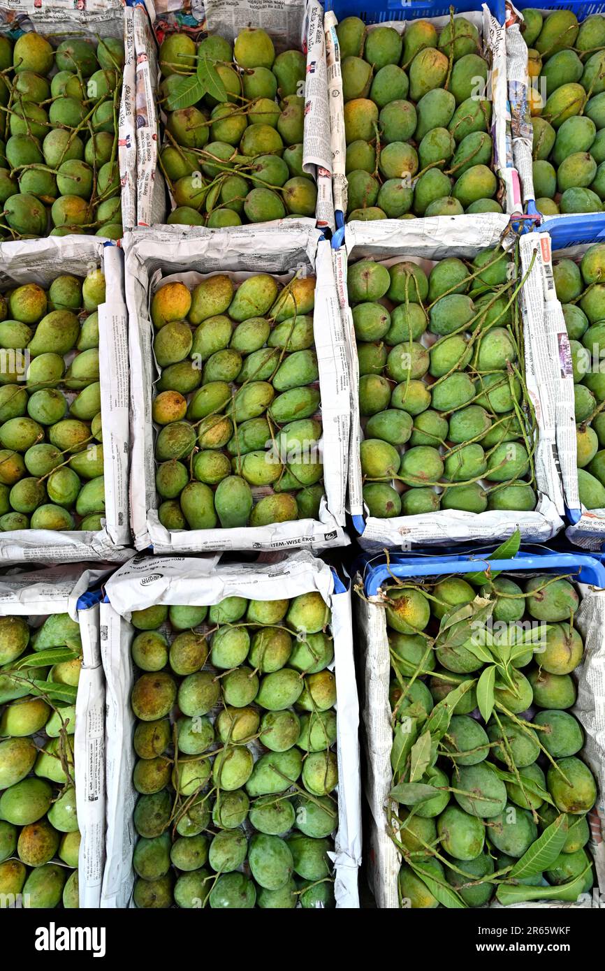Dhaka, Bangladesh, on June 7, 2023 , Fruit traders displayed Mangos for ...
