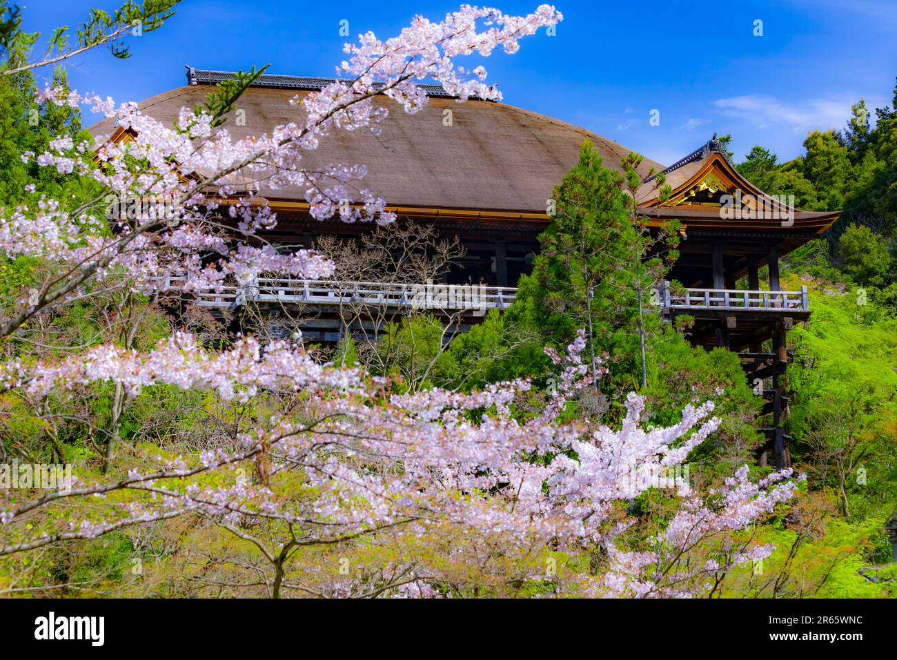 Kiyomizu-dera Temple in Spring with Cherry Blossoms Stock Photo - Alamy