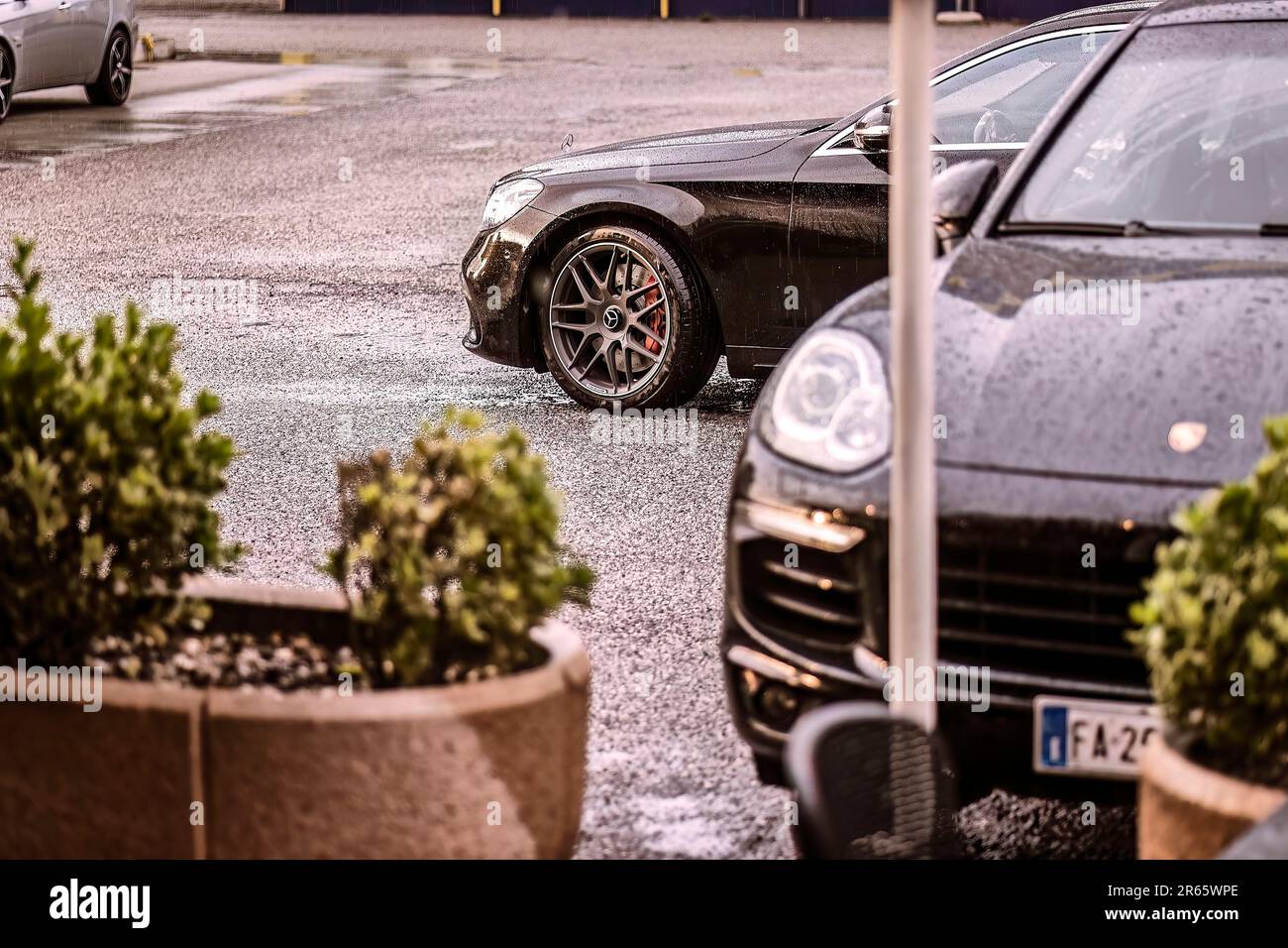 Masi, Italy 7 june 2023: A close-up photo capturing the elegance of ...