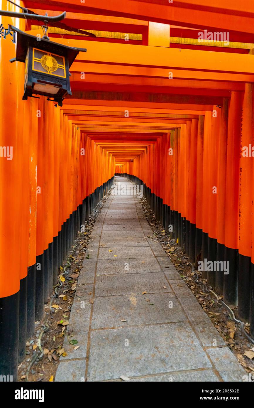Thousand Torii corridor of Fushimi Inari-Taisha Stock Photo - Alamy