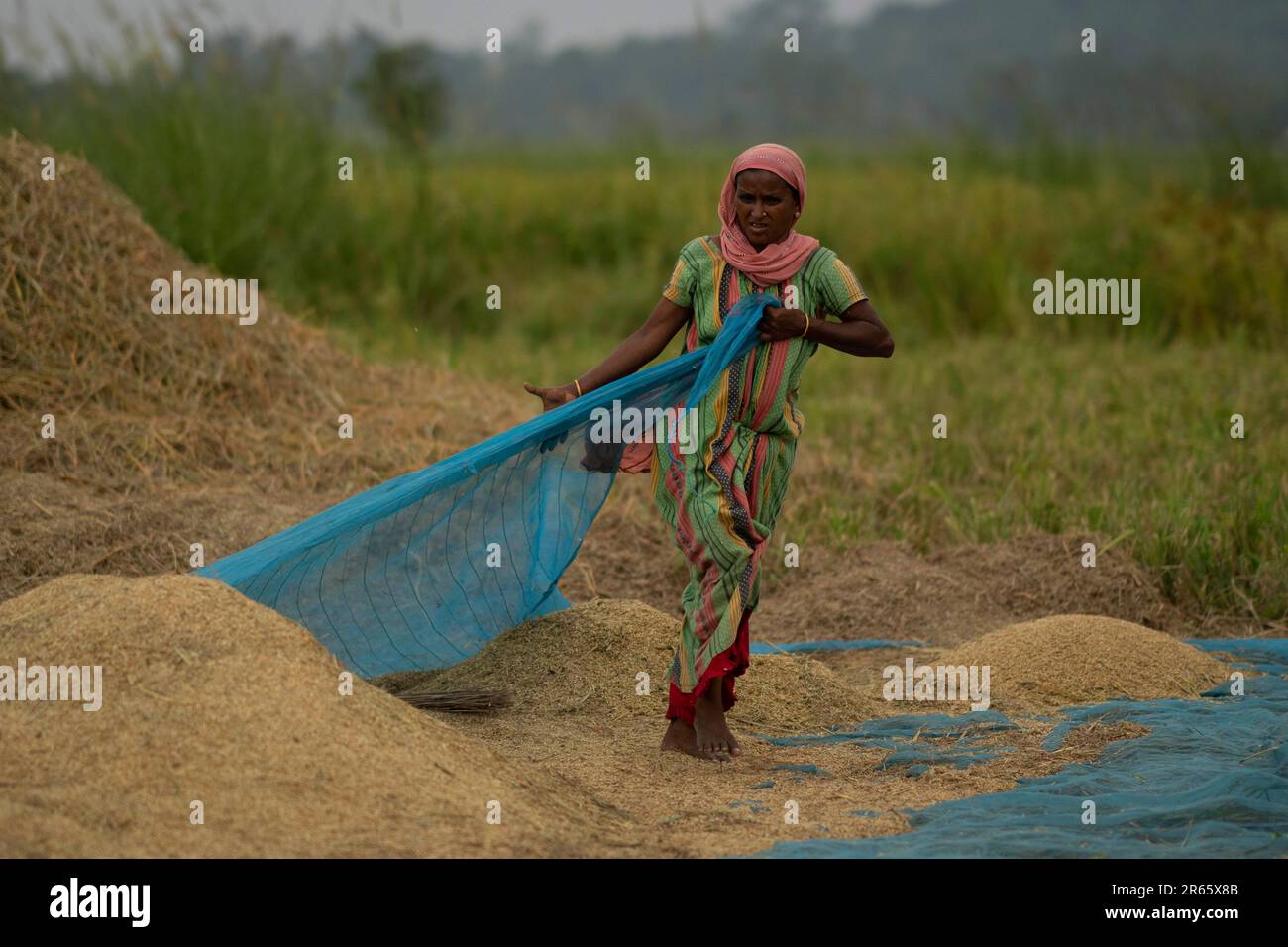 A woman works after harvesting rice crop in a paddy field on the ...