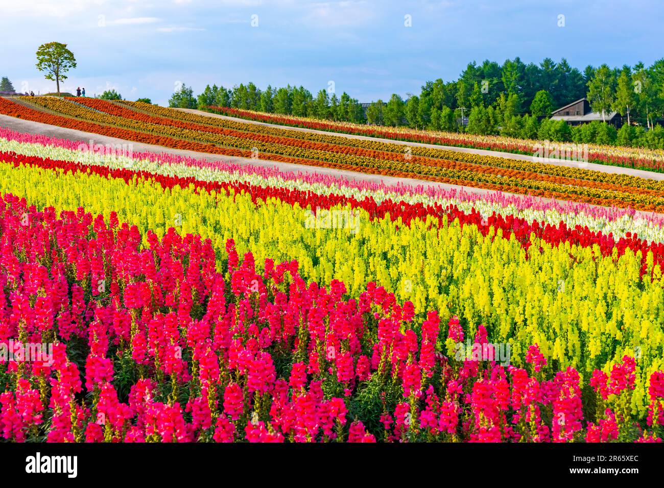 Shikisai no Oka in Biei Stock Photo - Alamy