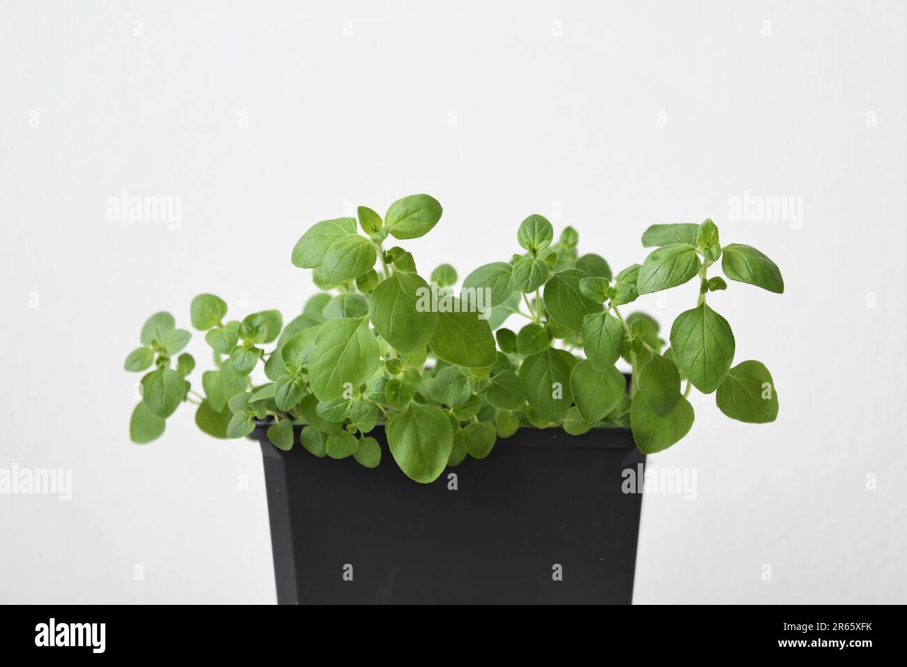 Oregano plant (Origanum vulgare) grown indoors in a black pot. Herb ...