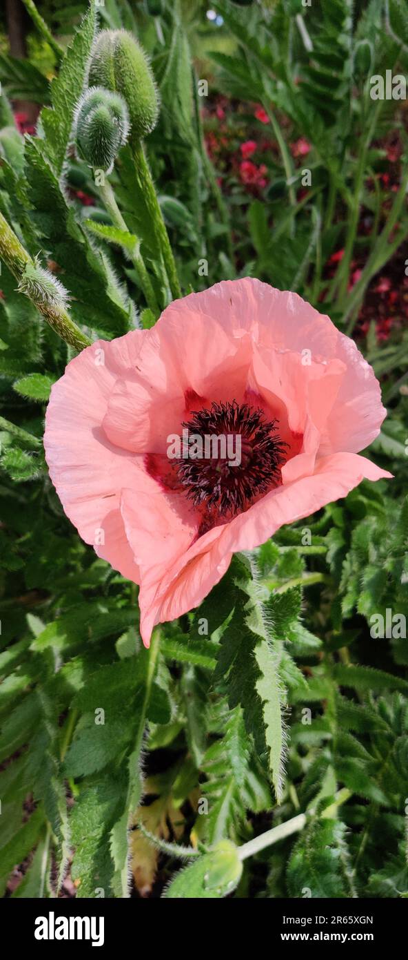 A vibrant pink flower stands out amongst a lush field of green foliage ...
