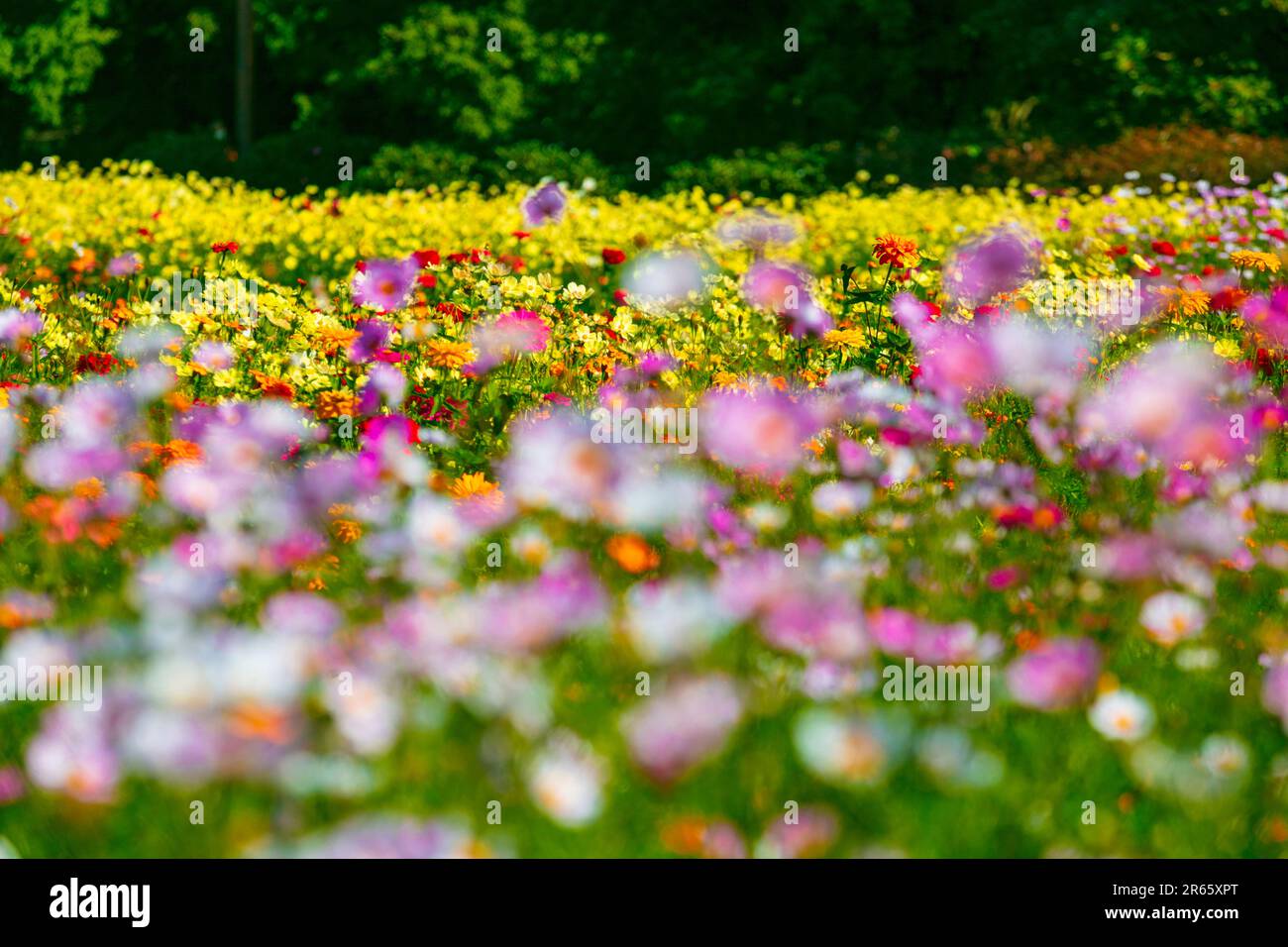 Field cosmos flower hi-res stock photography and images - Alamy