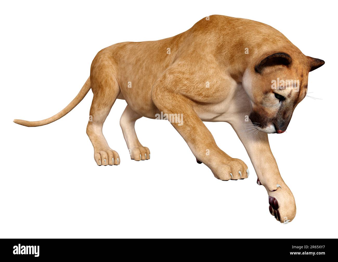 3D rendering of a big cat puma isolated on white background Stock Photo ...