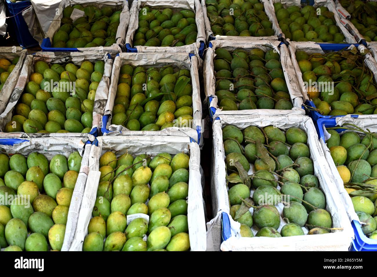Fruit traders displayed Mangos for sale at the wholesale mango market ...
