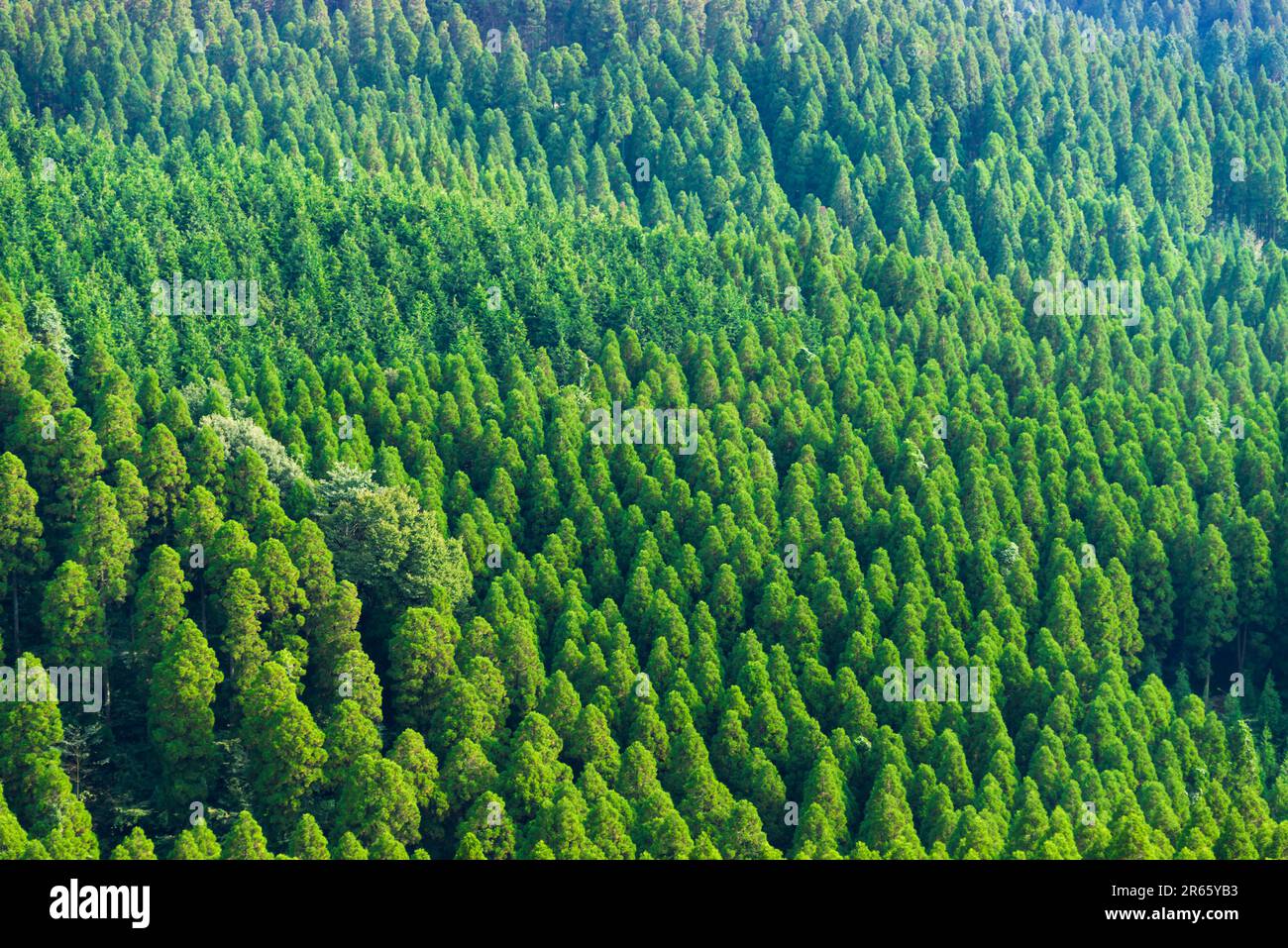 Cedar forest at Hisazumi Highlands Stock Photo - Alamy