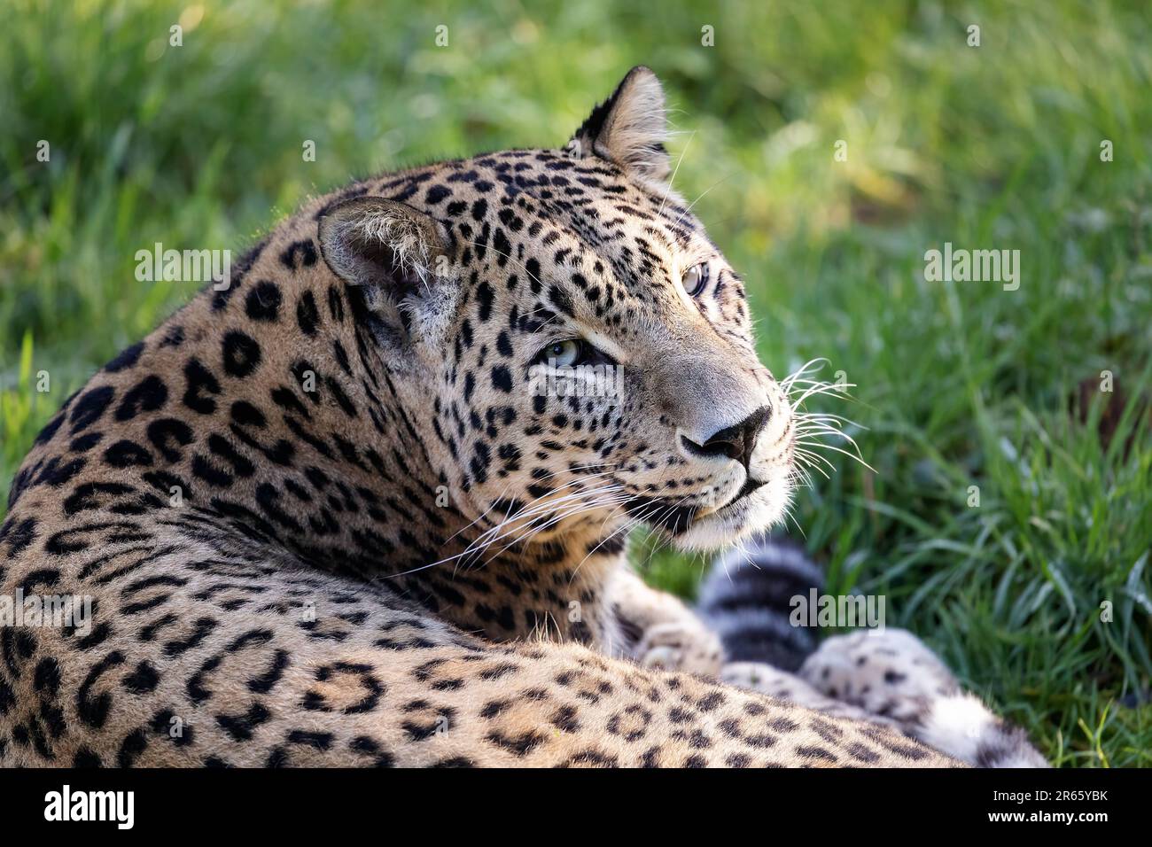 CLOSE UP photos reveal a vicious fight between two male leopards who ...