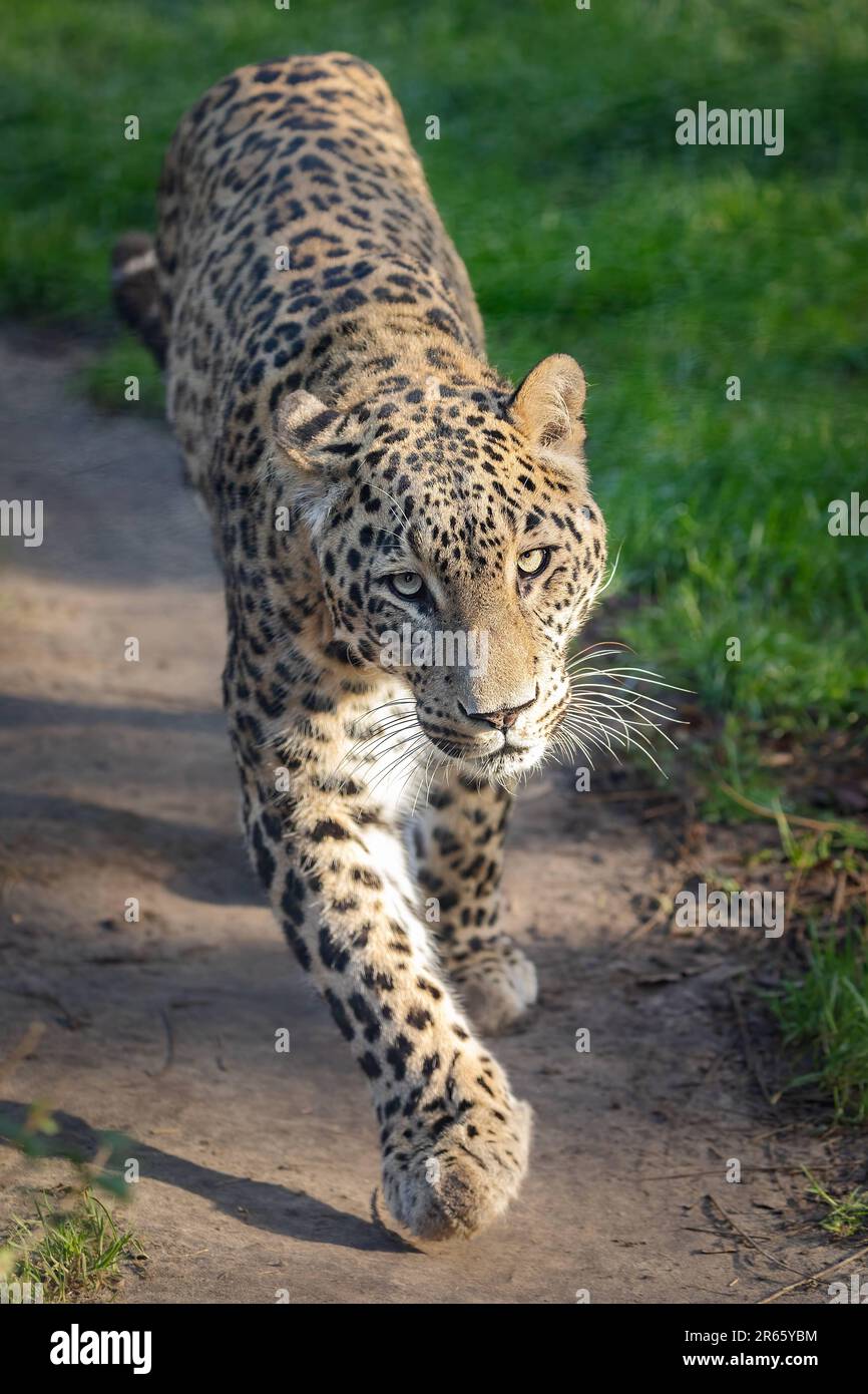 CLOSE UP photos reveal a vicious fight between two male leopards who ...