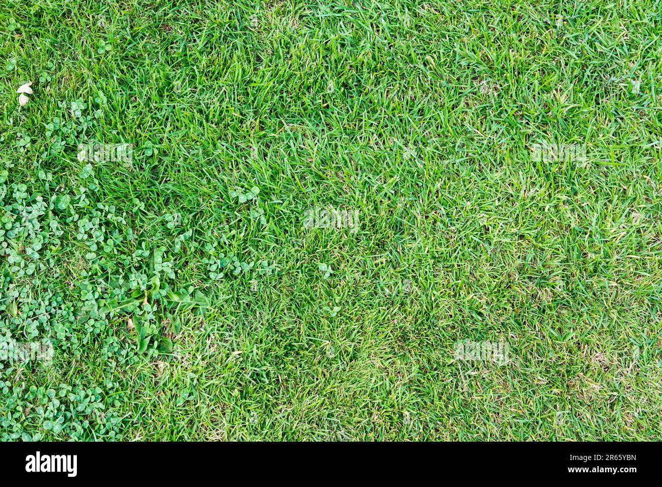 Top view of green grass texture for background Stock Photo - Alamy